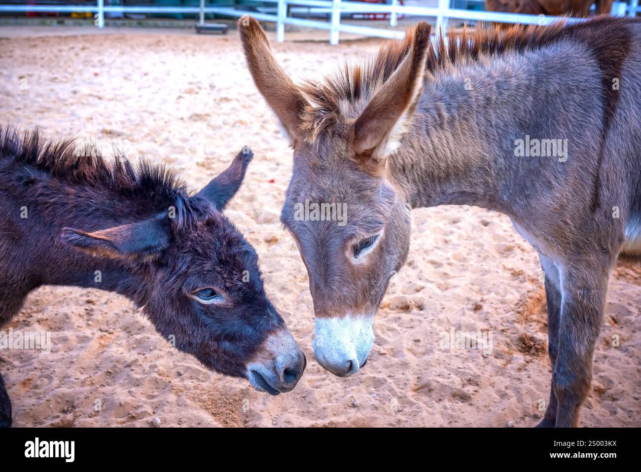 Ponies inside farm enclosure. They live in herds and are pets that help ...