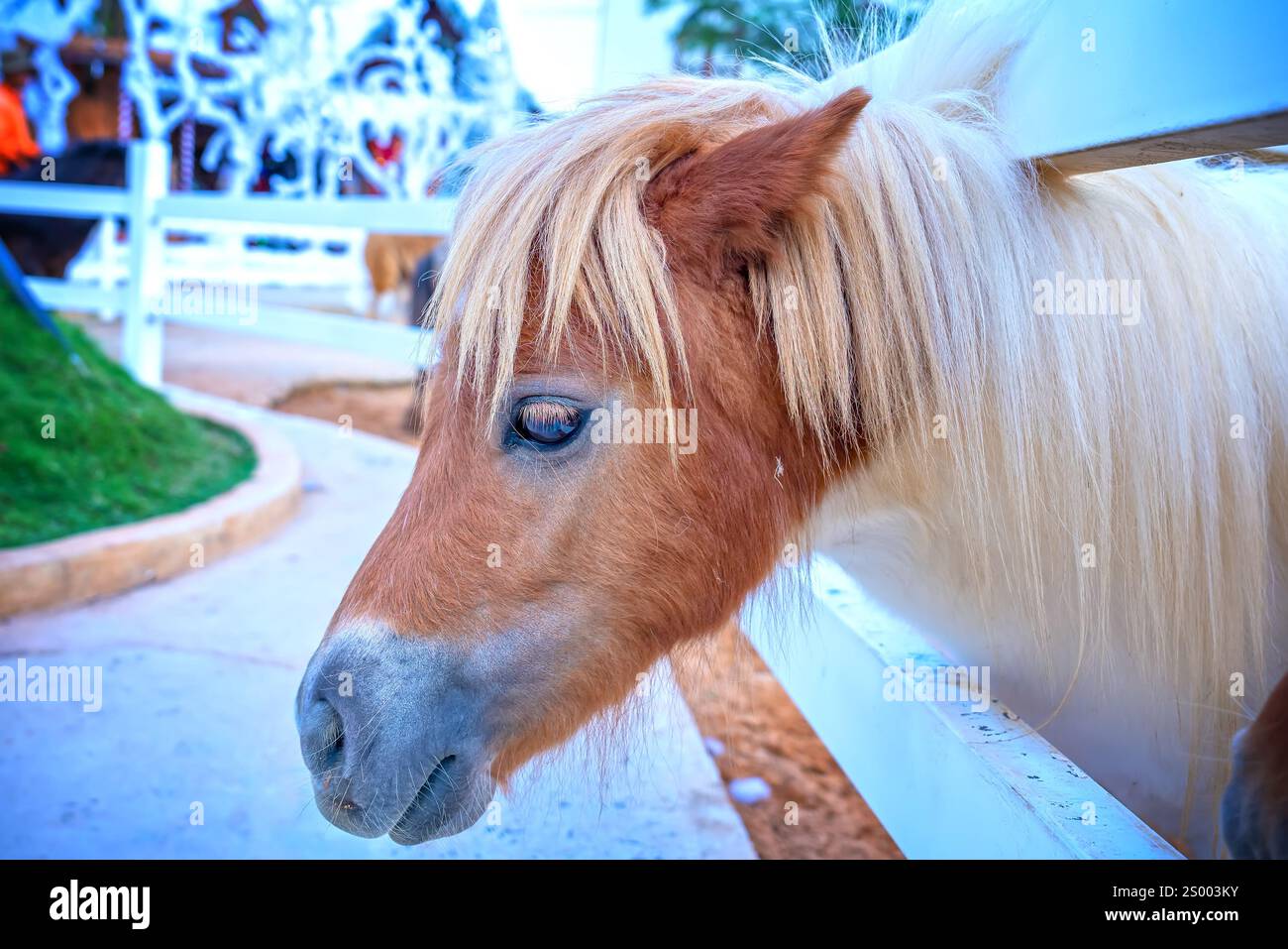 Ponies inside farm enclosure. They live in herds and are pets that help ...