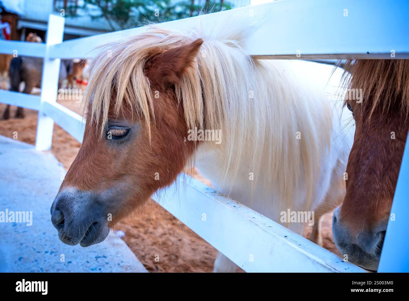 Ponies inside farm enclosure. They live in herds and are pets that help ...