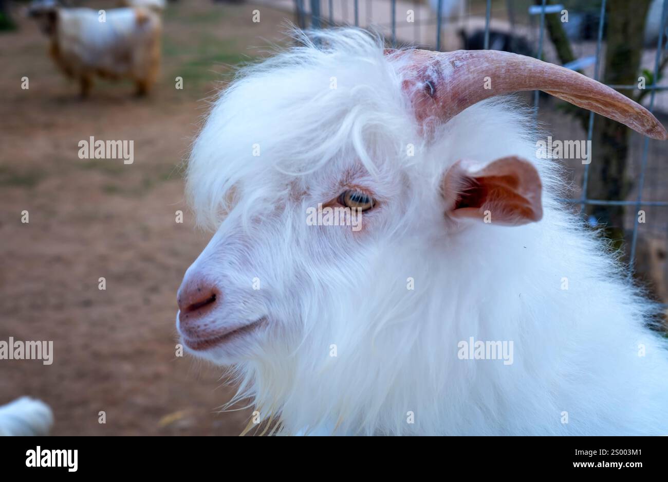 Saanen Goat Portrait, Swiss Breed Of Domestic Goat Stock Photo - Alamy