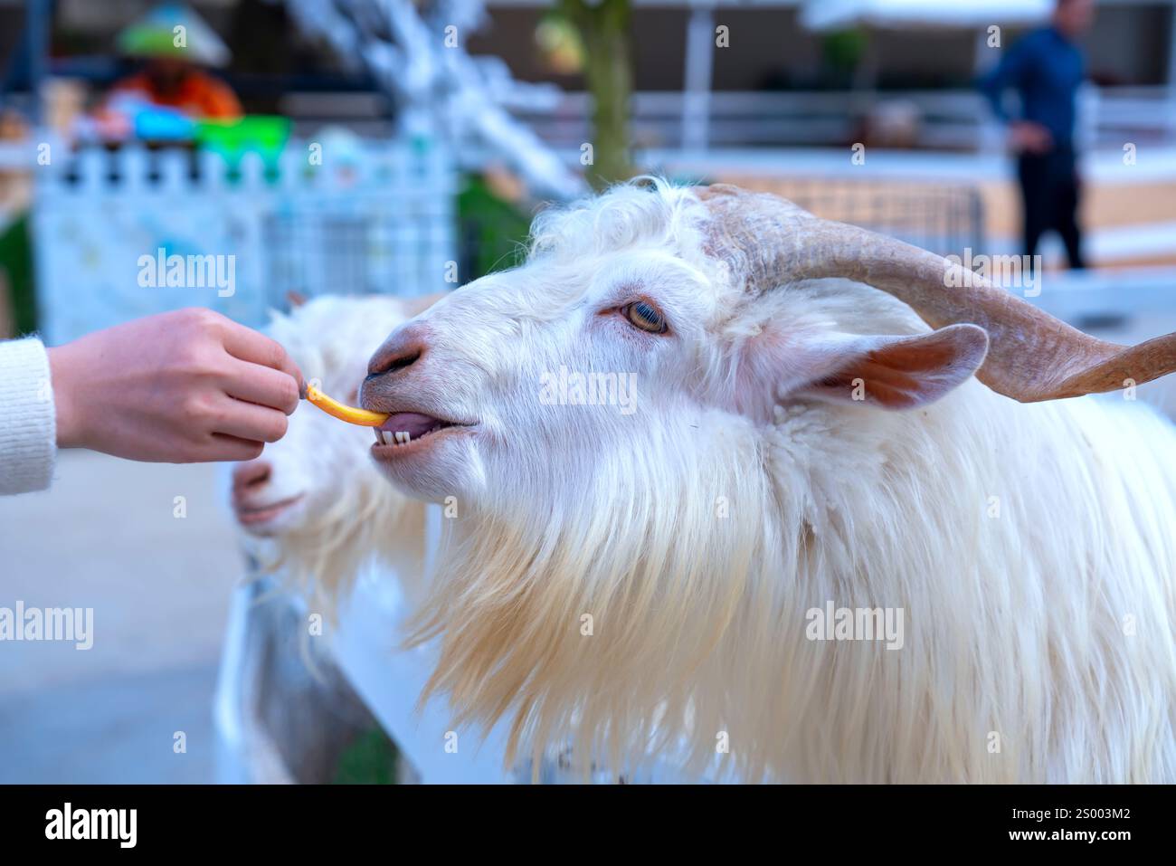 Saanen Goat Portrait, Swiss Breed Of Domestic Goat Stock Photo - Alamy