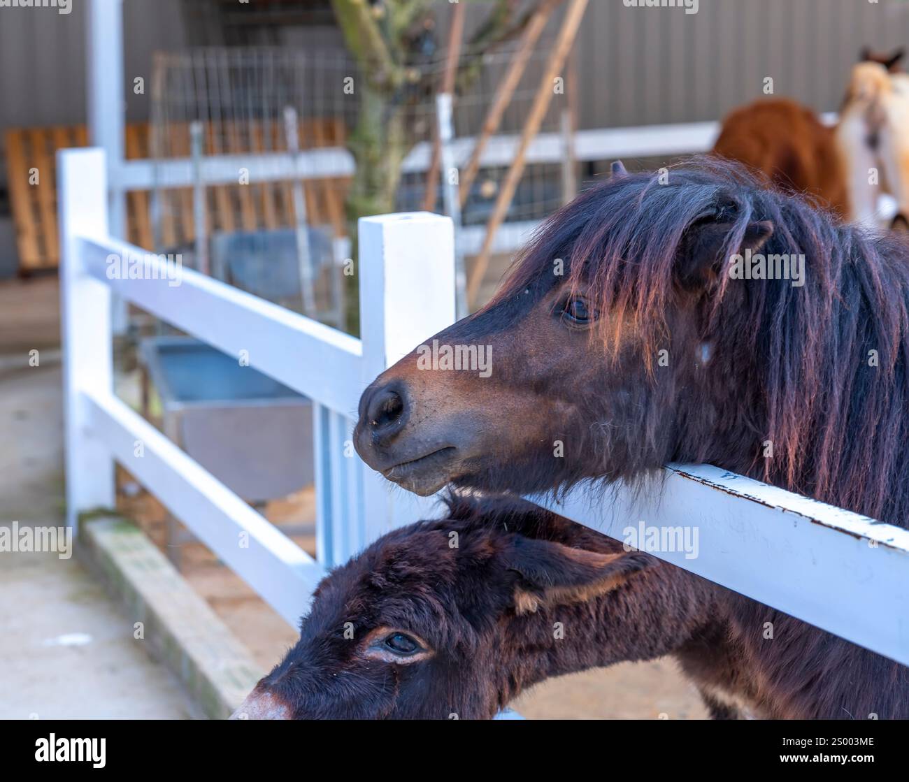 Ponies inside farm enclosure. They live in herds and are pets that help ...