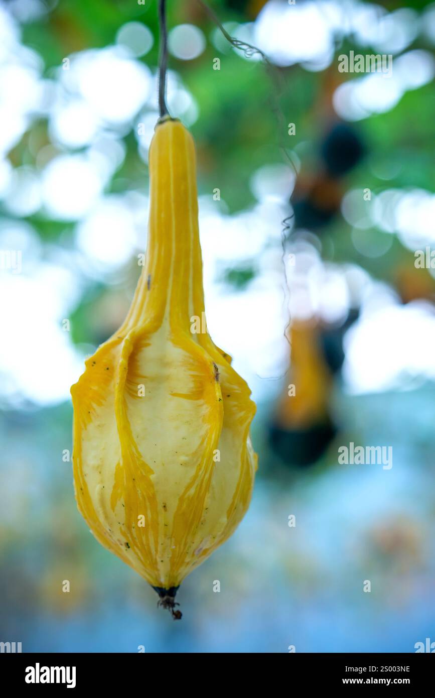 Long pumpkins pumpkin harvest funny hi-res stock photography and images ...
