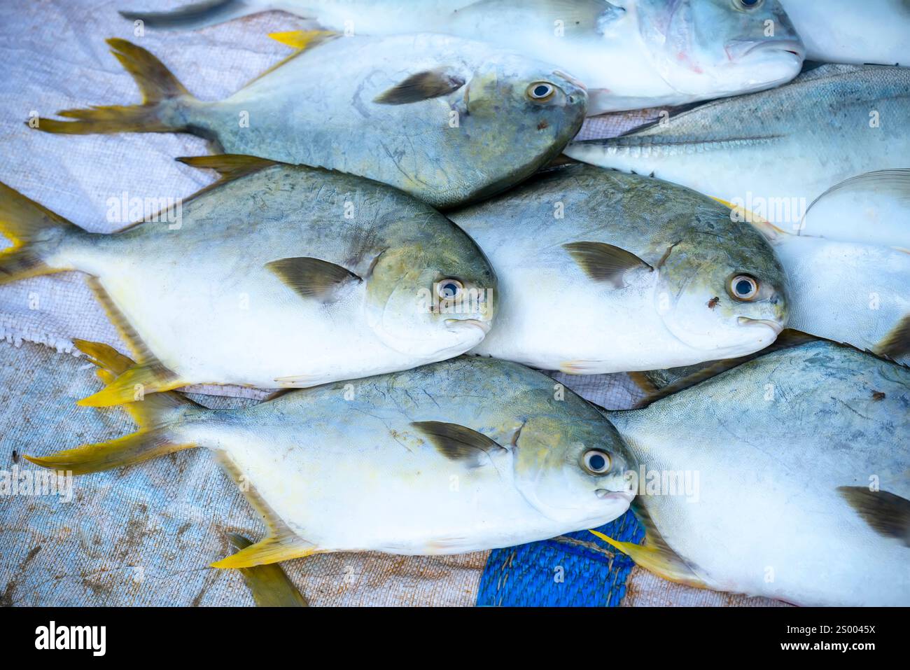 Fresh white pomfret fish for sale at the seafood market Stock Photo - Alamy