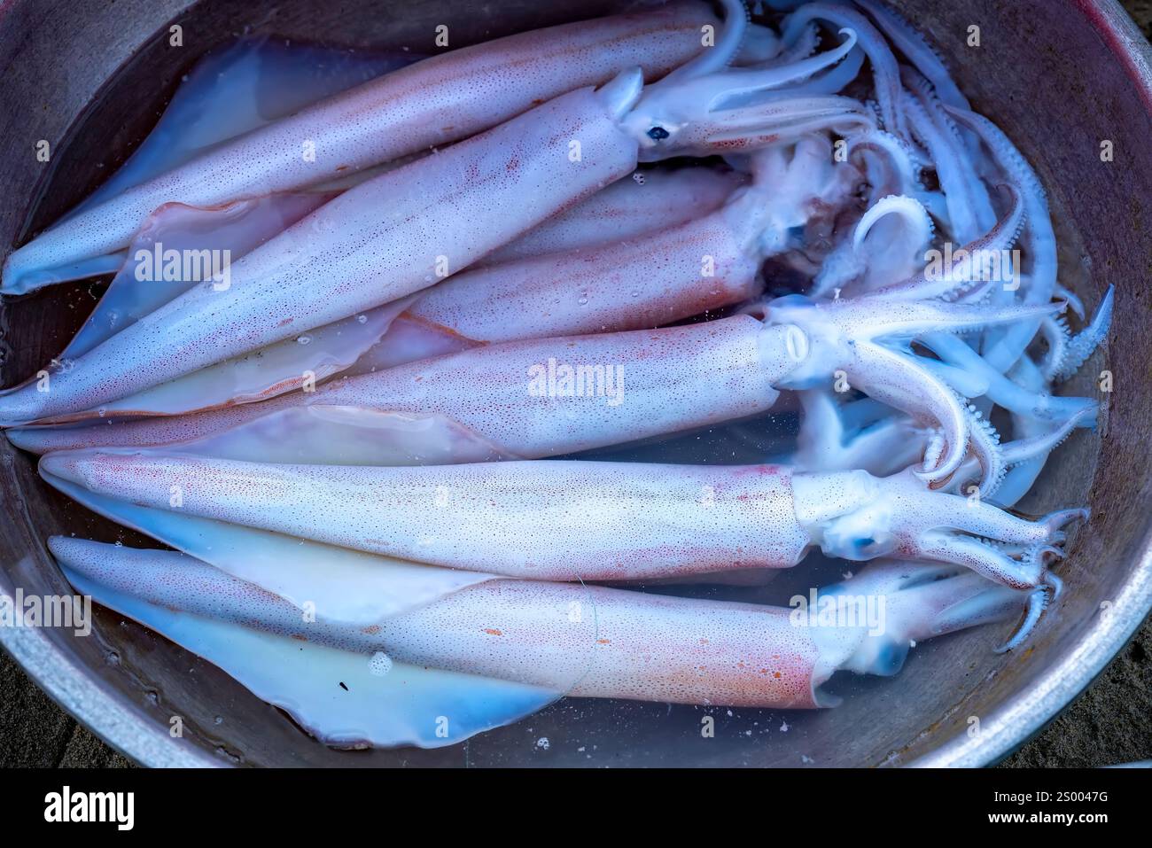 Fresh cuttlefish are caught in the fish market. This fish species live ...