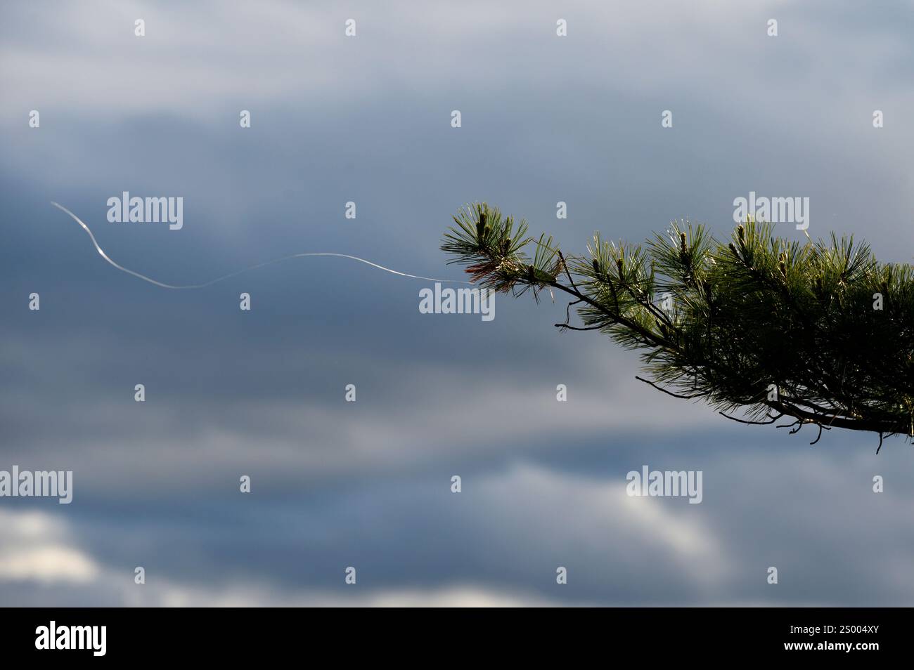 A piece of fishing line caught in a tree limb Stock Photo - Alamy