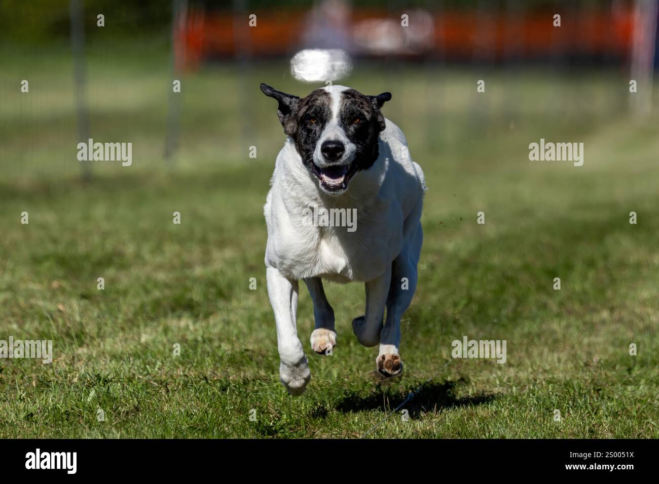 All American Mixed Breed Mutt Running Lure Course Sprint Dog Sport ...