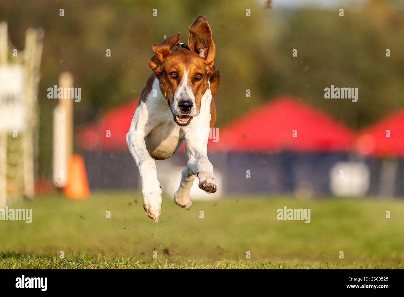 Black and tan foxhound hi-res stock photography and images - Alamy