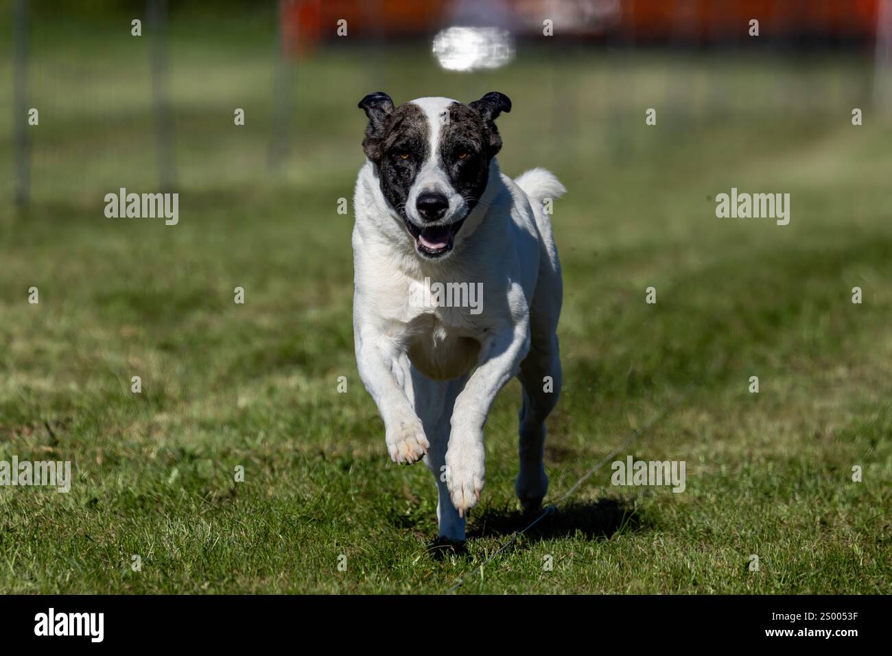 All American Mixed Breed Mutt Running Lure Course Sprint Dog Sport ...