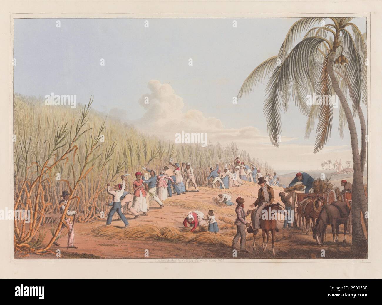 Cutting the sugar-cane. From Views in the island of Antigua ...