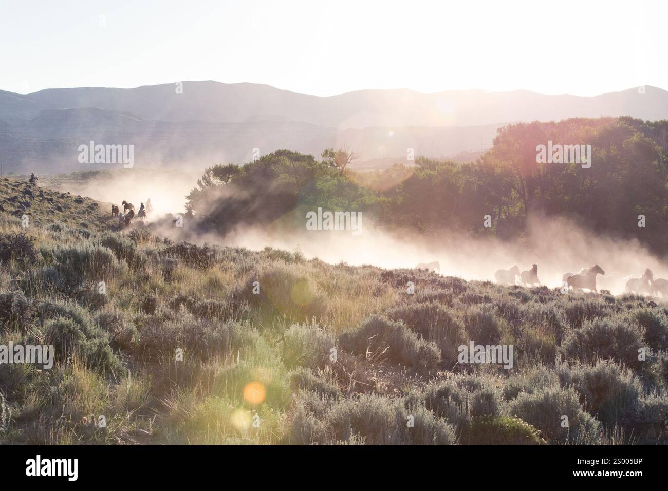 Group of horses running through dust on sunny day Stock Photo - Alamy