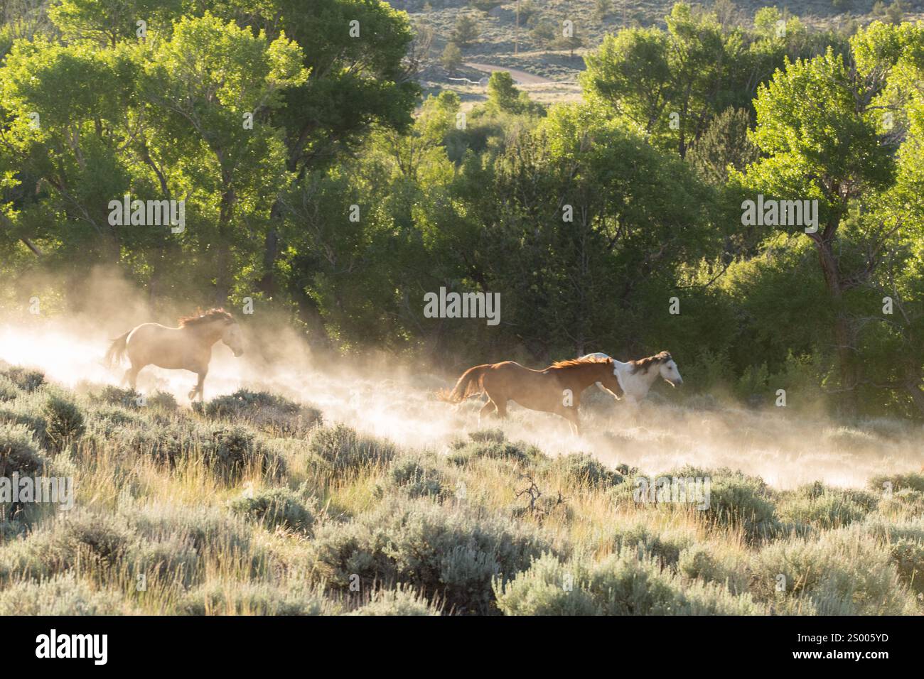Horses running through dust and sage Stock Photo - Alamy