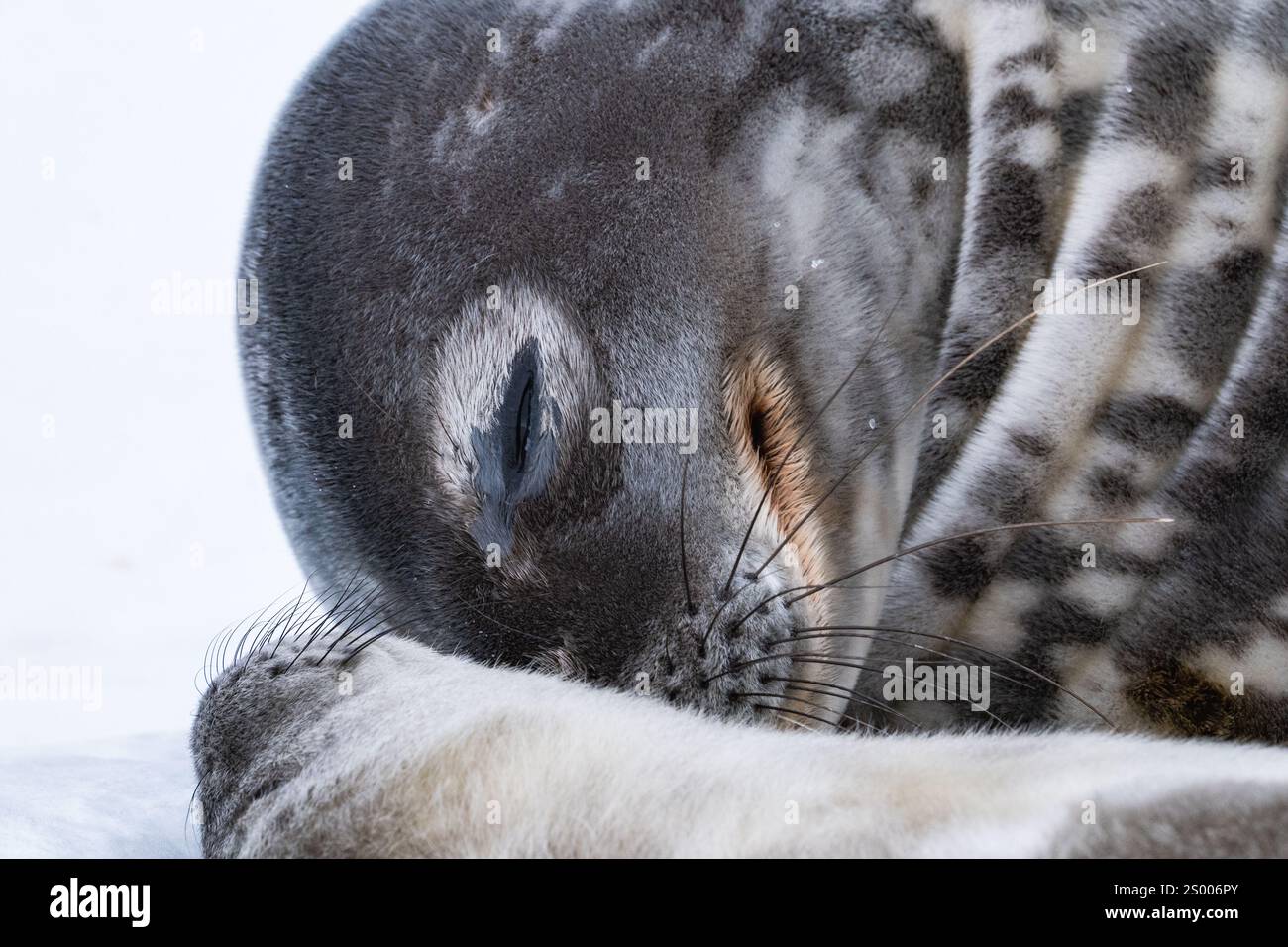 Weddell seal's skin. Close up Stock Photo - Alamy