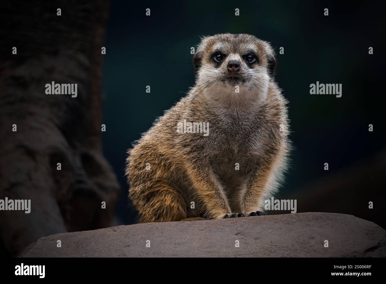 The meerkat or suricate cub, Suricata suricatta Stock Photo - Alamy