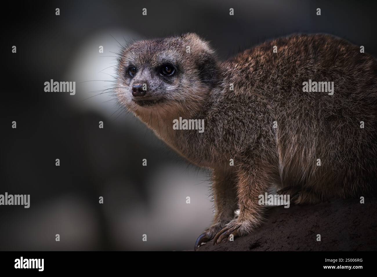 The meerkat or suricate cub, Suricata suricatta Stock Photo - Alamy