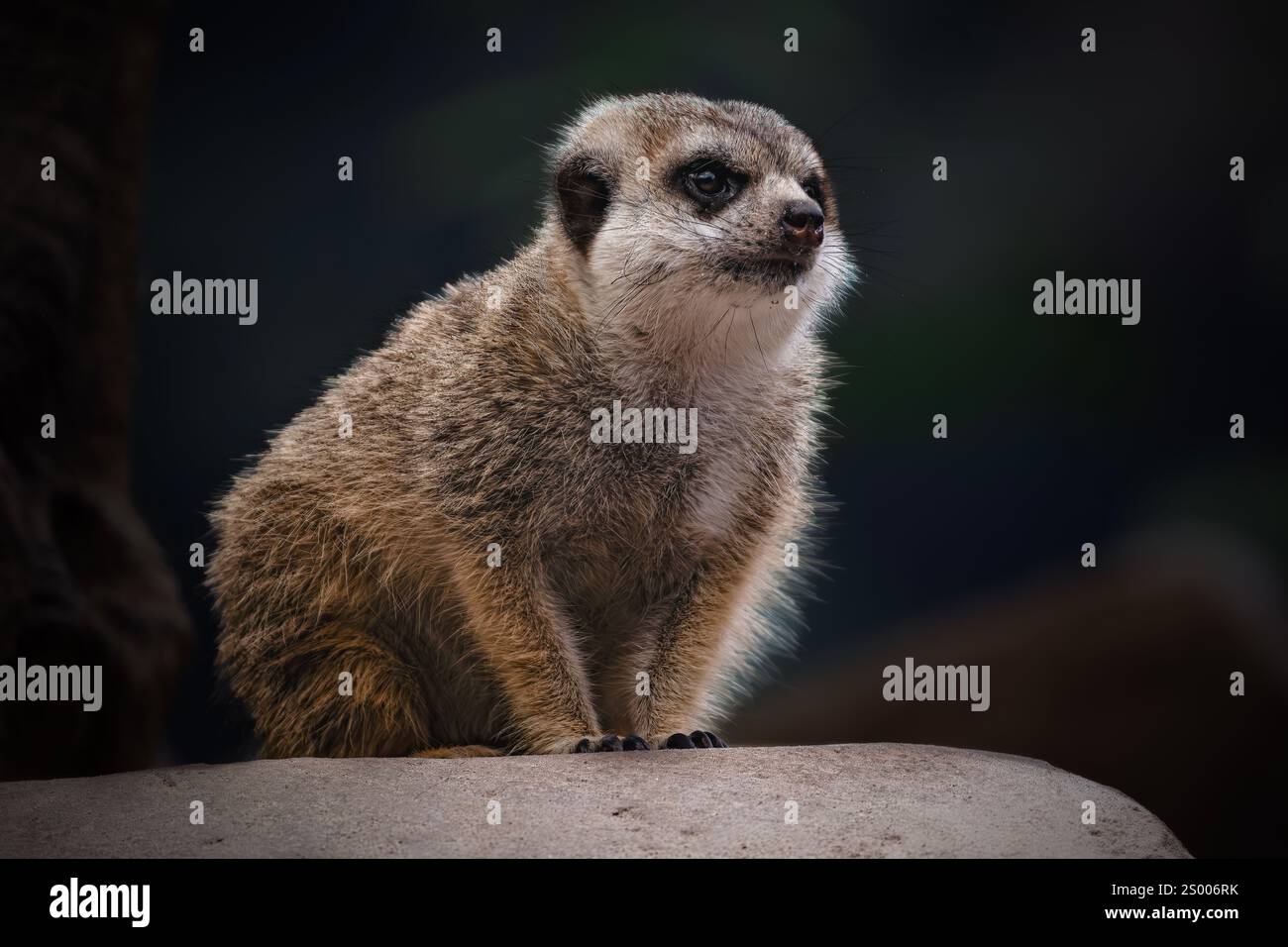 The meerkat or suricate cub, Suricata suricatta Stock Photo - Alamy