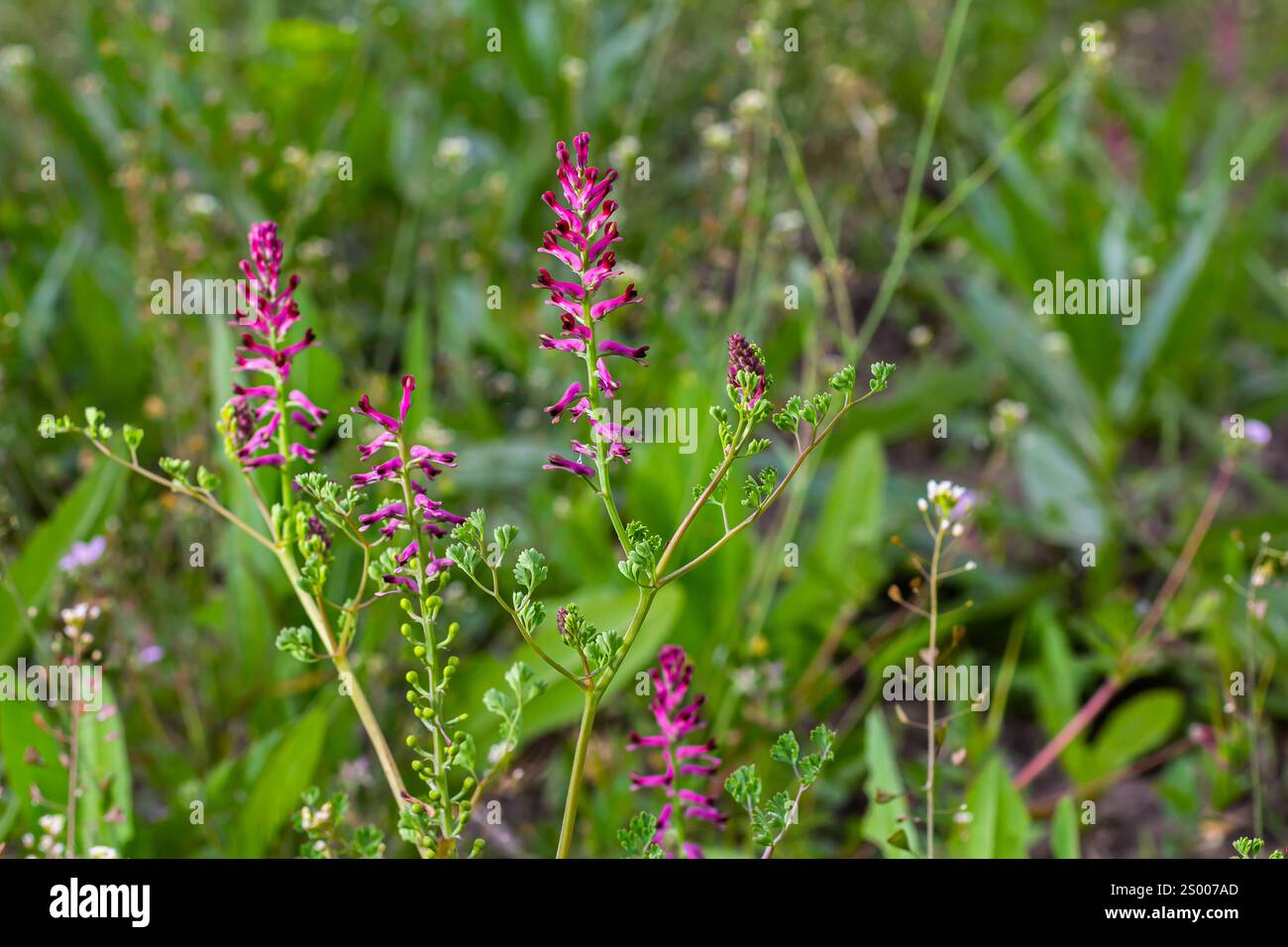Fumaria officinalis, the common fumitory, drug fumitory or earth smoke ...