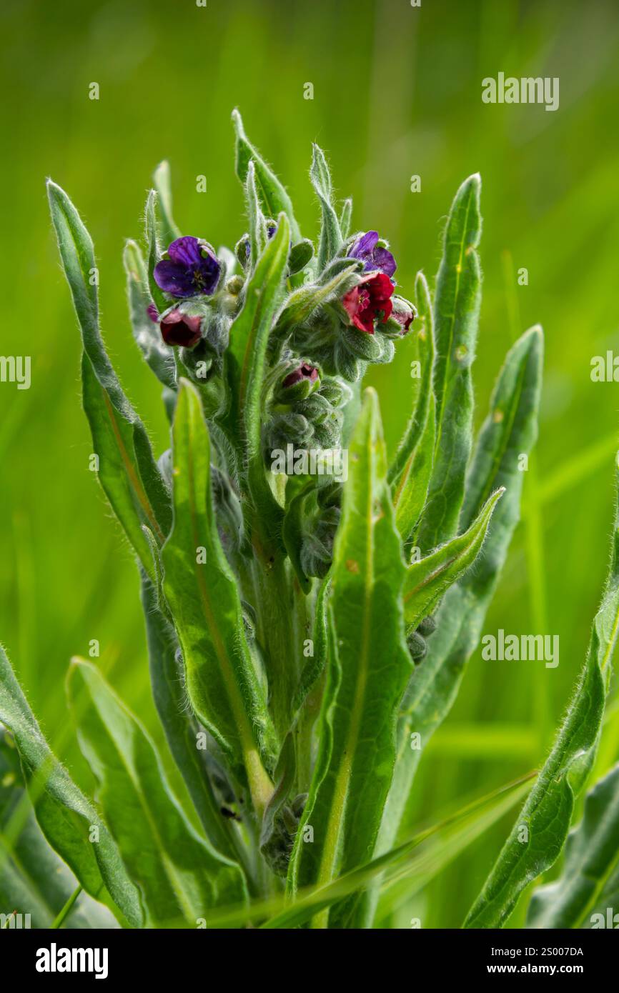 In the wild, Cynoglossum officinale blooms among grasses. A close-up of ...