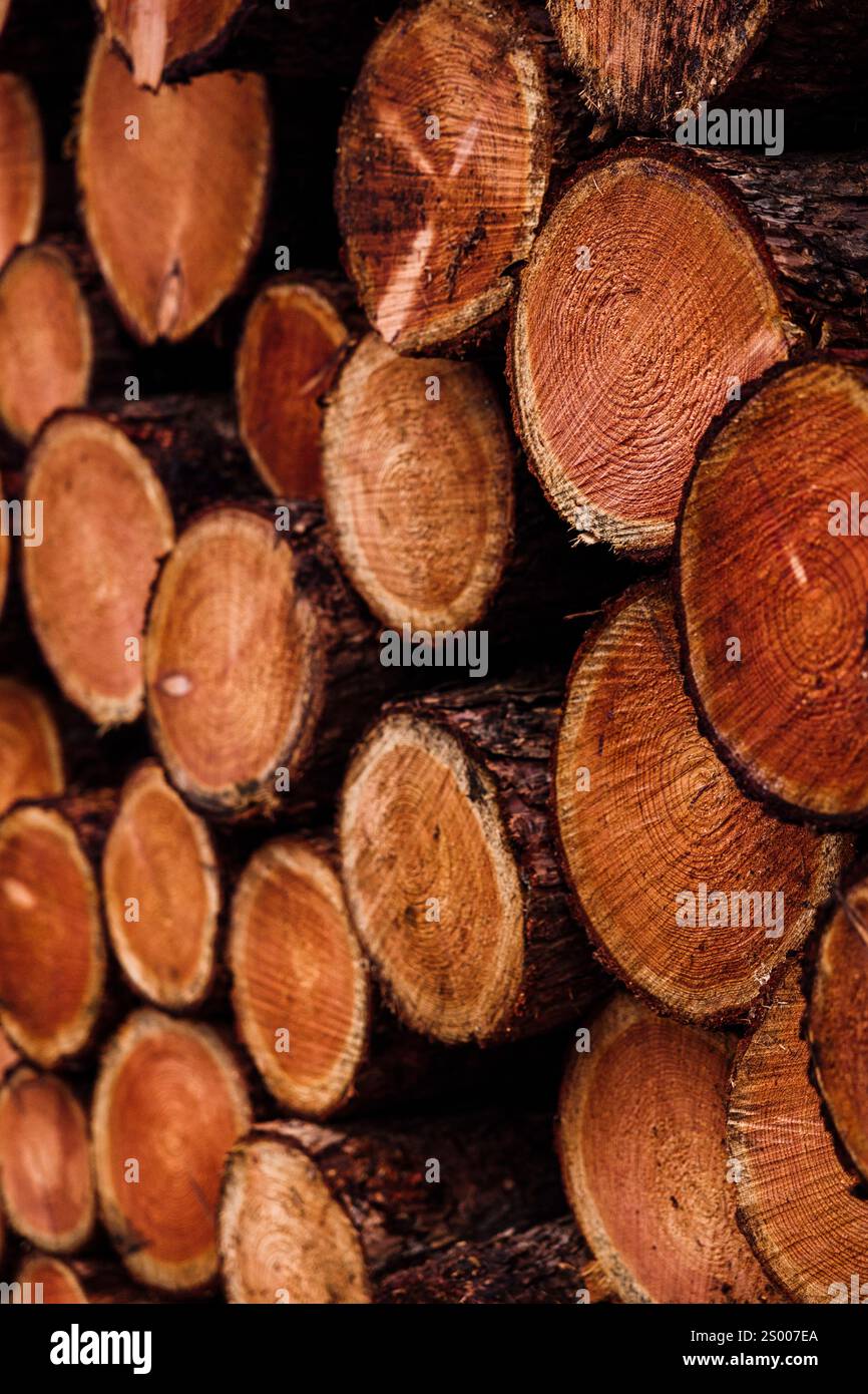Wood piled up in forest Stock Photo - Alamy