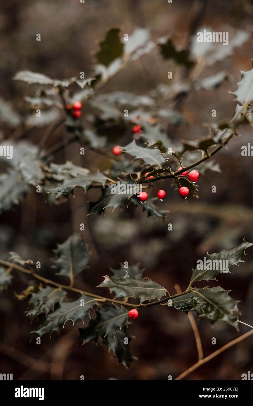 Christmas mistletoe in the ancient forest Stock Photo - Alamy