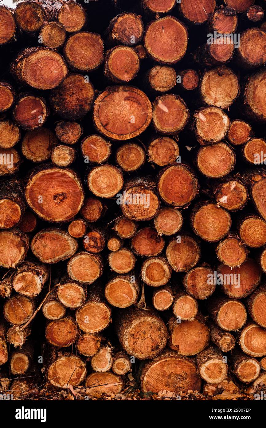 Cut down trees in the ancient forest Stock Photo - Alamy
