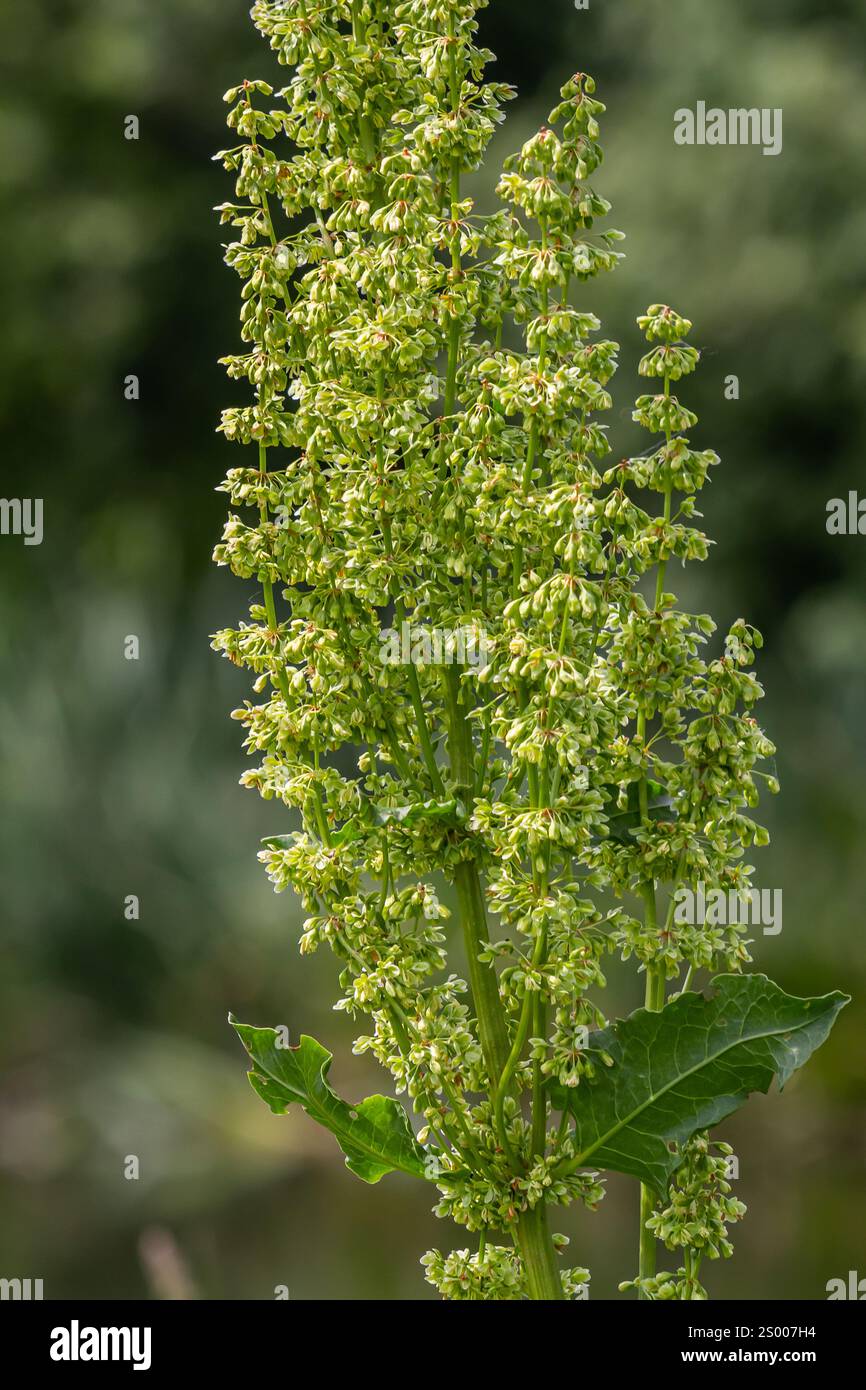 Part of a sorrel bush Rumex confertus growing in the wild with dry ...