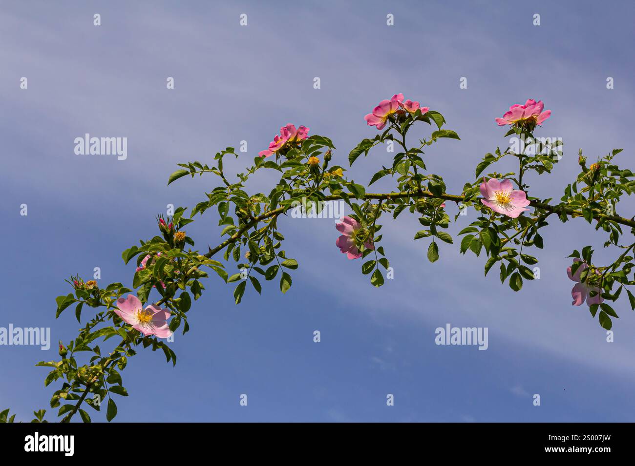 Dog rose, Rosa canina, is an important medicinal plant with pink or ...