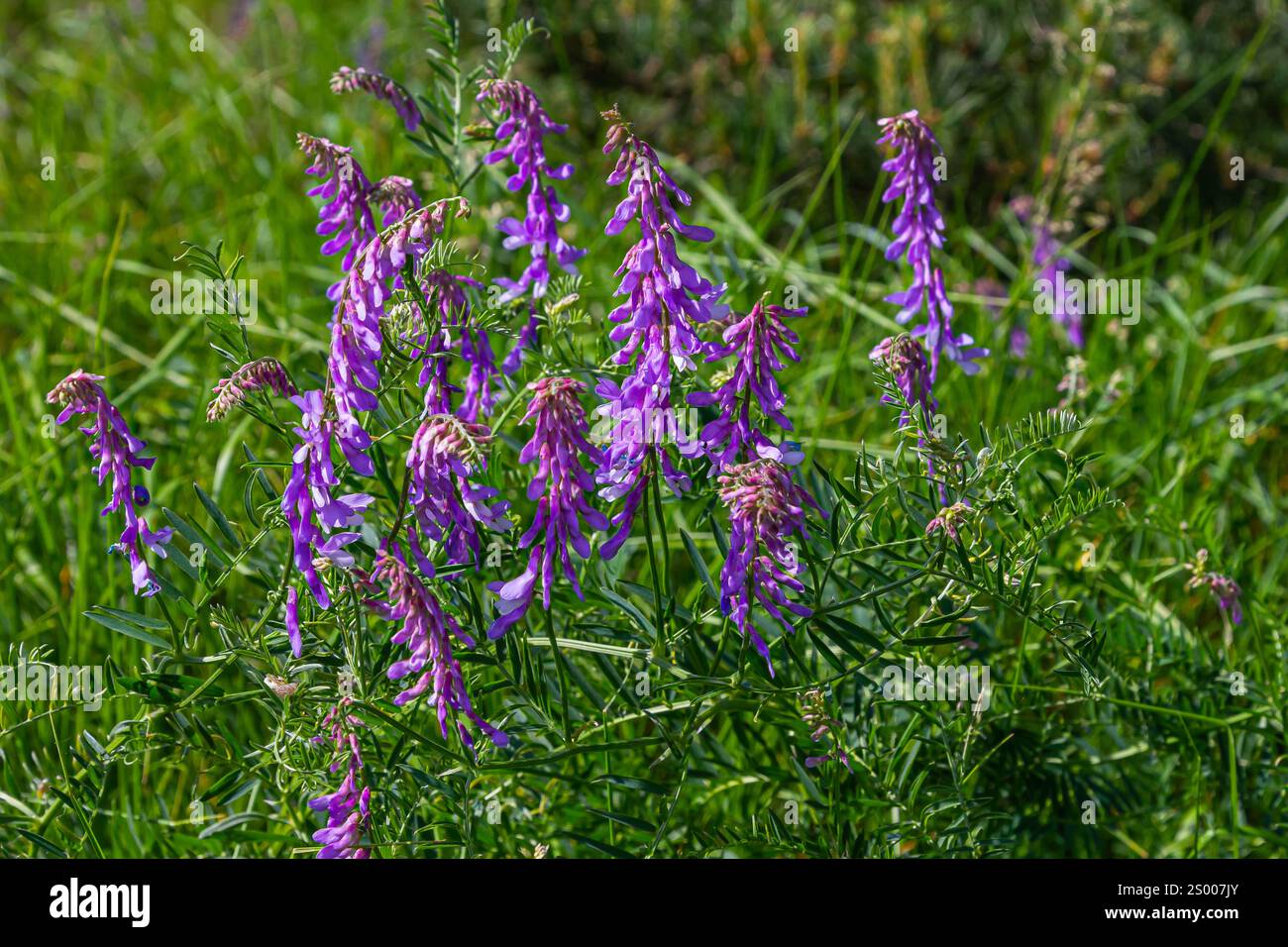 Vetch, vicia cracca valuable honey plant, fodder, and medicinal plant ...