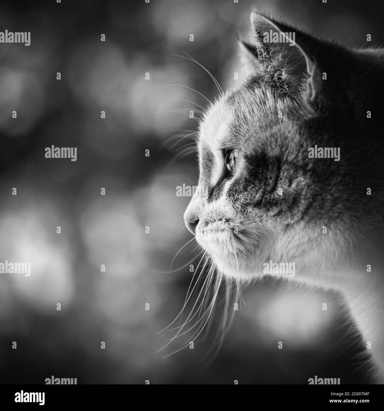 Photo cats Black and White Stock Photos & Images - Alamy