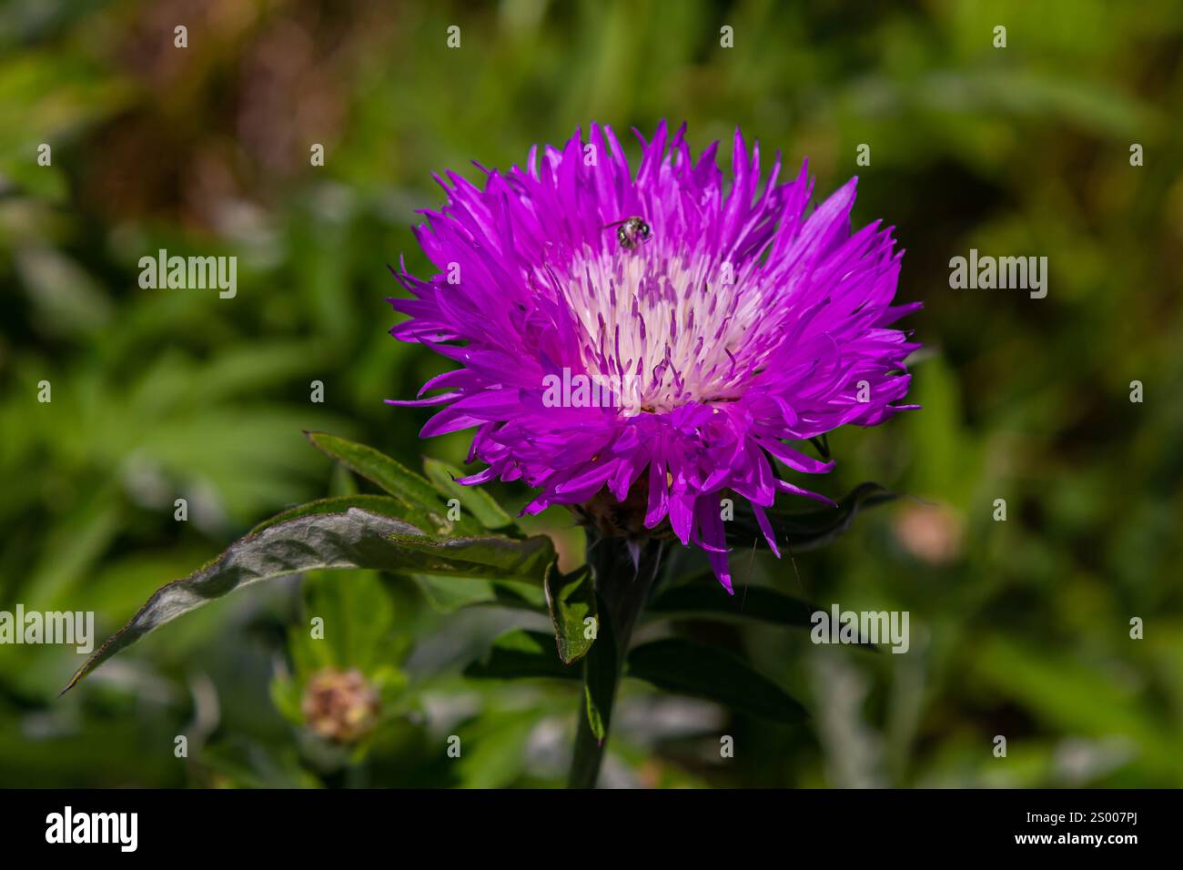 Psephellus dealbatus Psephellus dealbatus is a herbaceous plant, a ...