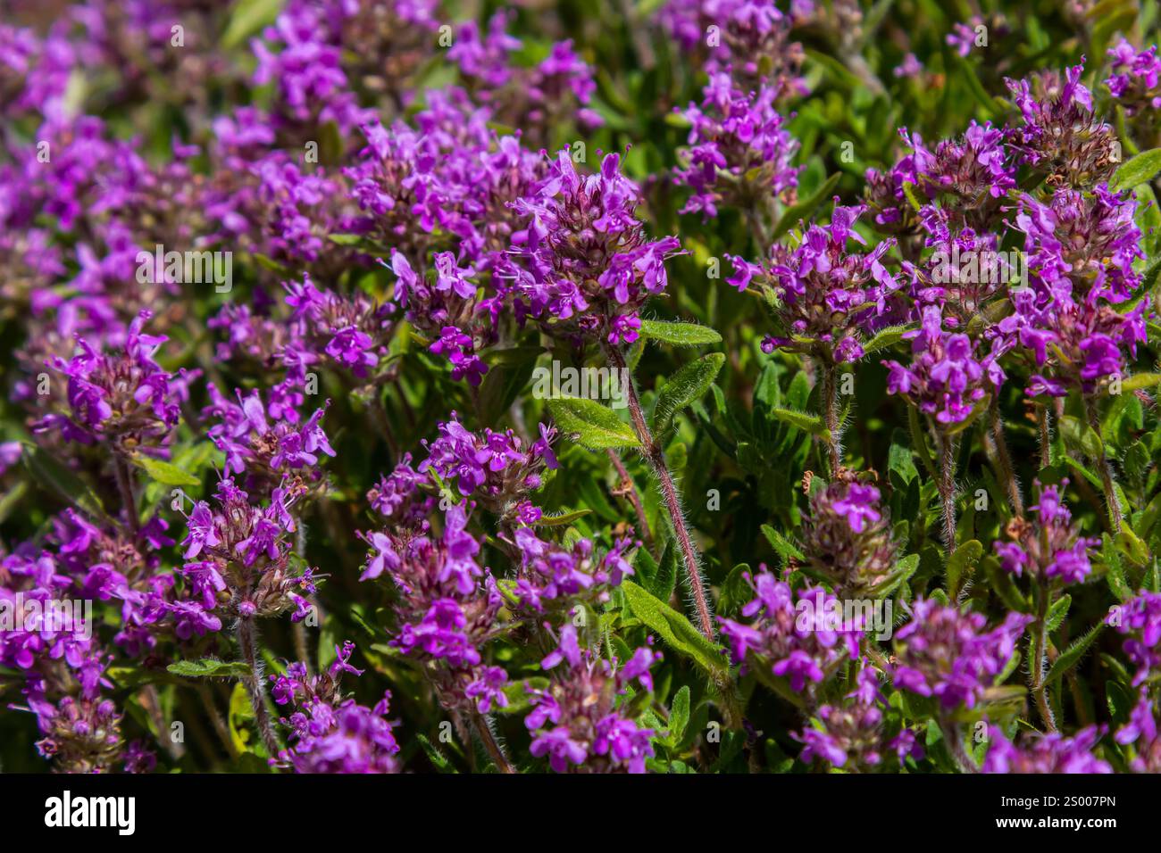 Blossoming fragrant Thymus serpyllum, Breckland wild thyme, creeping ...