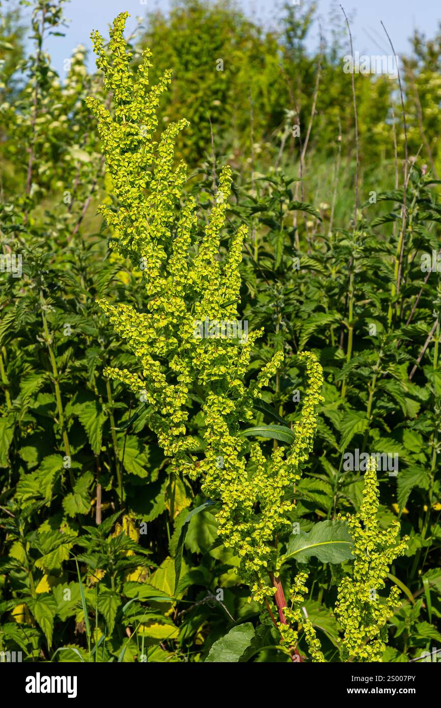 Part of a sorrel bush Rumex confertus growing in the wild with dry ...