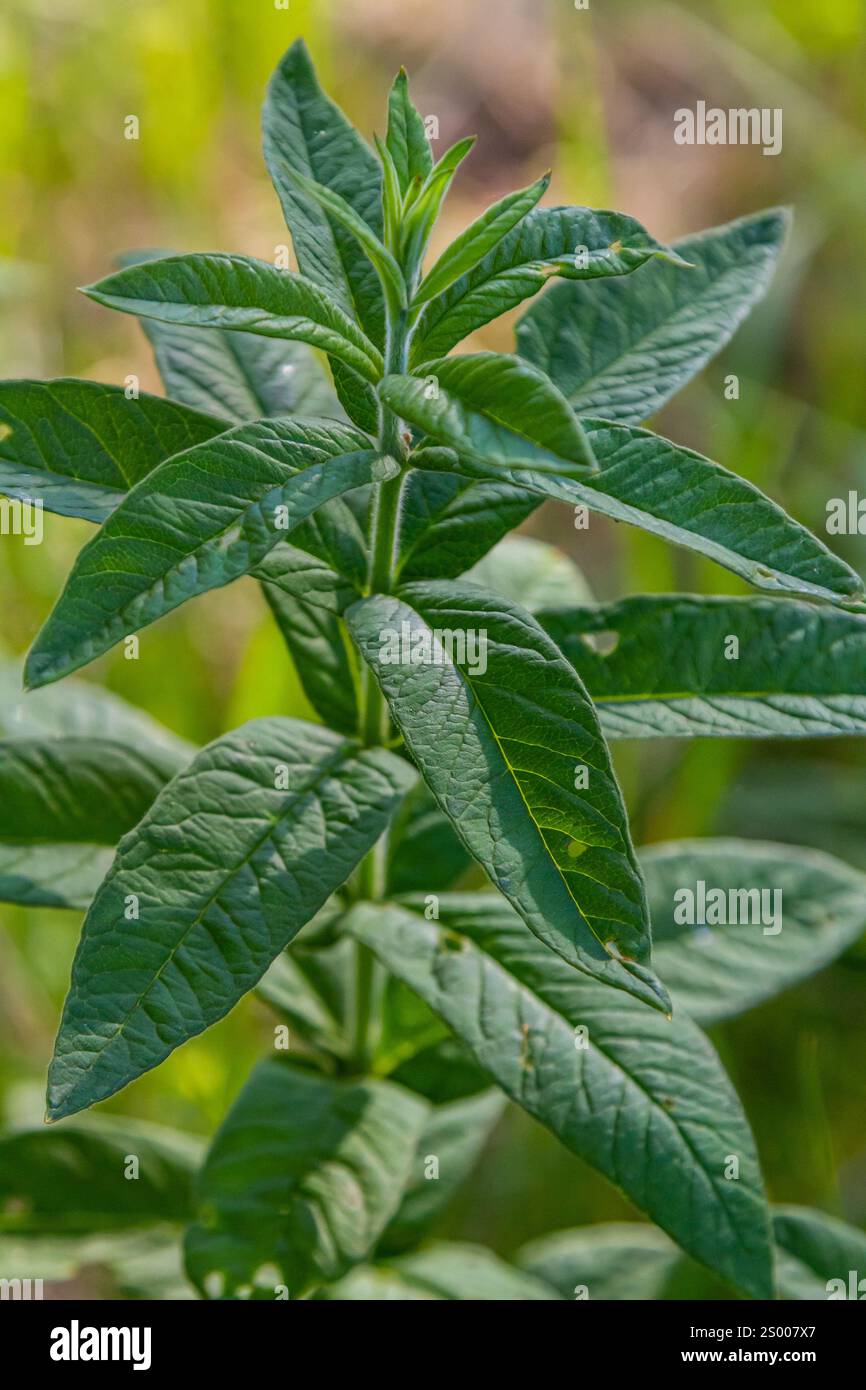 Moroccan mint leaf Latin name Mentha spicata, Moroccan Stock Photo - Alamy