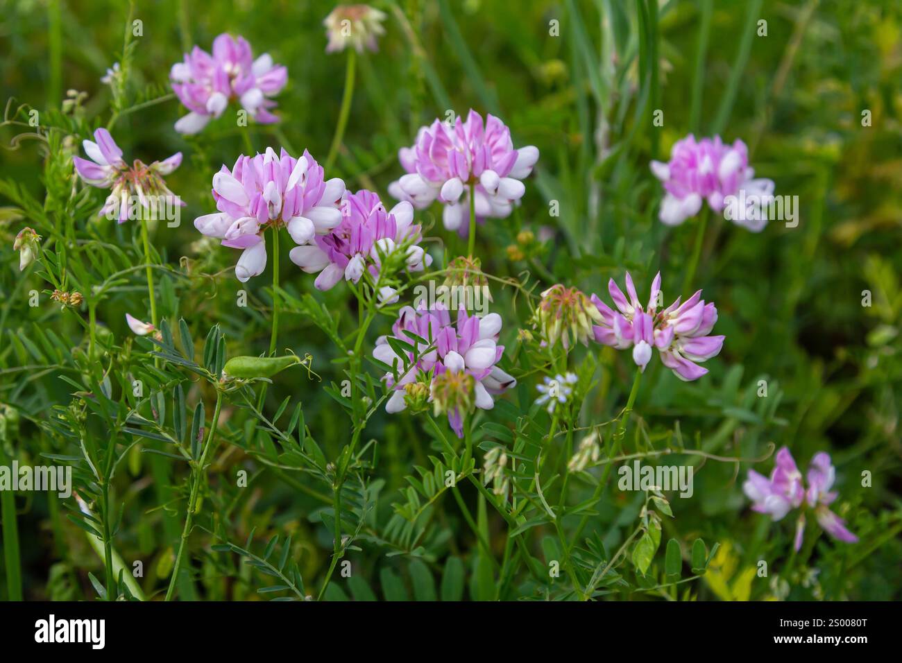 the flowers of Securigera varia - crownvetch, purple crown vetch Stock ...