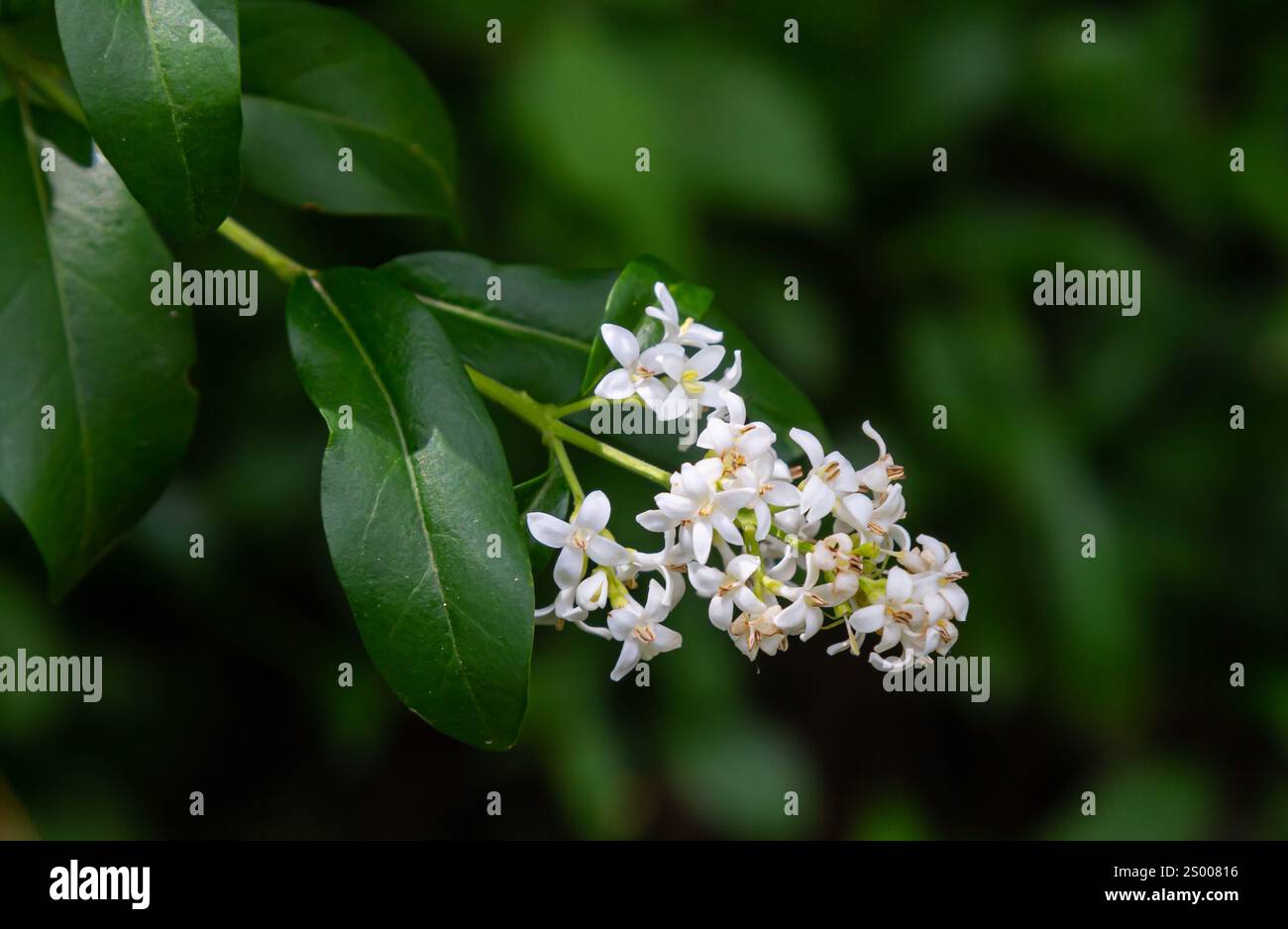 The blossoming bush a privet ordinary Ligustrum vulgare Stock Photo - Alamy