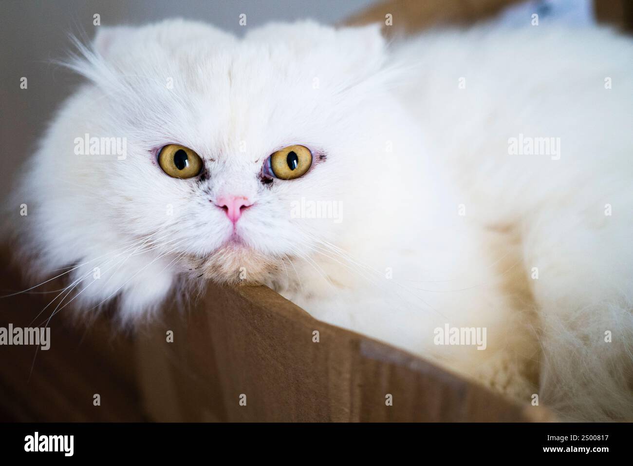 Fluffy White Cat Inside Cardboard Box Stock Photo - Alamy