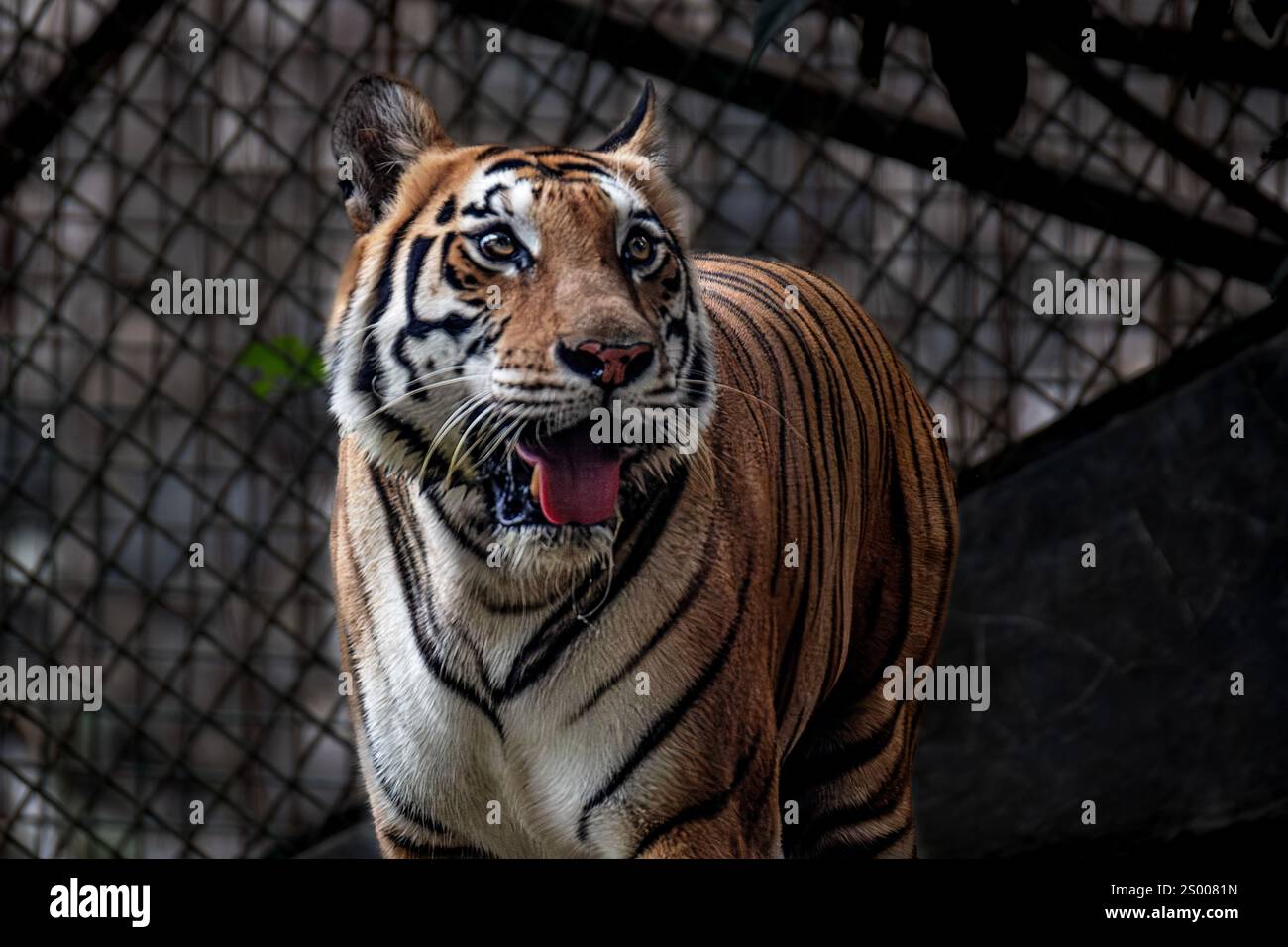 Closeup of golden tabby tiger Stock Photo - Alamy