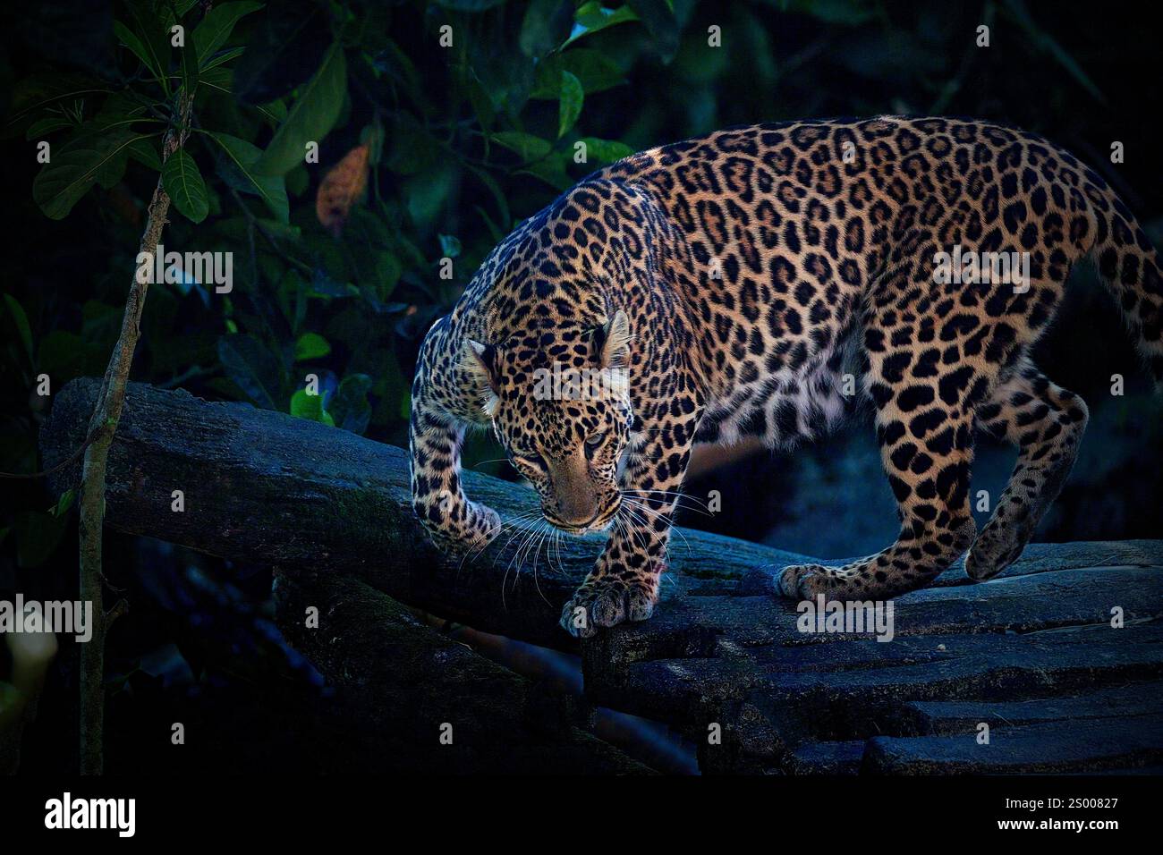 Indian snow leopard hi-res stock photography and images - Alamy