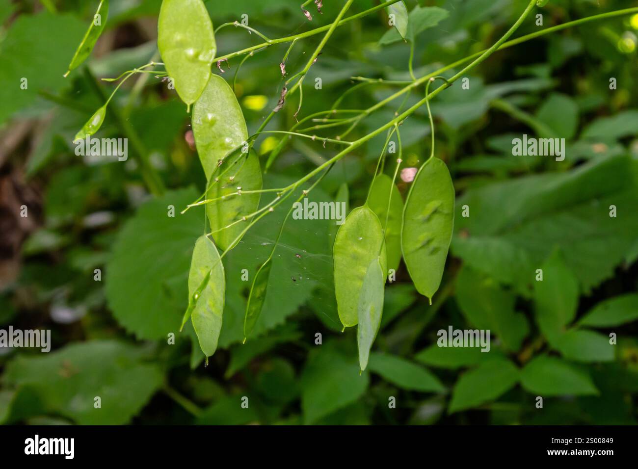 Lunaria plant with Unripe green seedpod and green leaves in garden ...