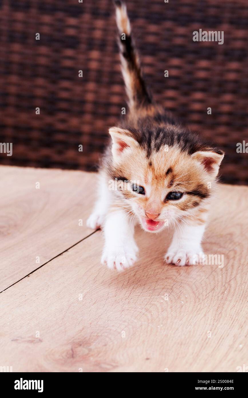 Feisty Cute Little Kitten Meowing Stock Photo - Alamy