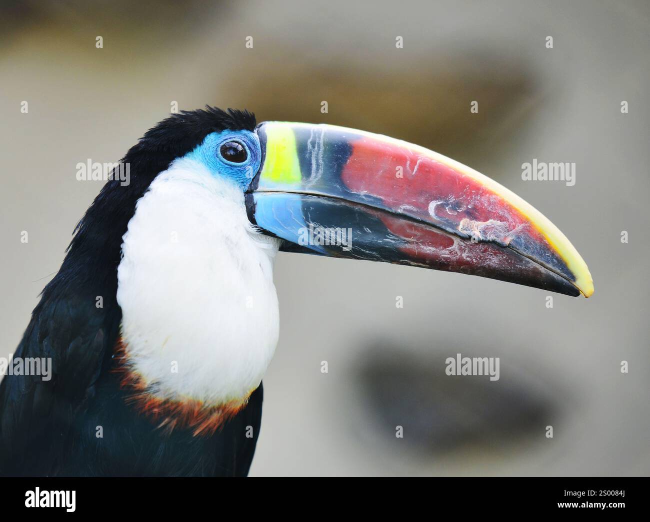 Side View of Ramphastos Tucanos Toucan Bird Stock Photo - Alamy