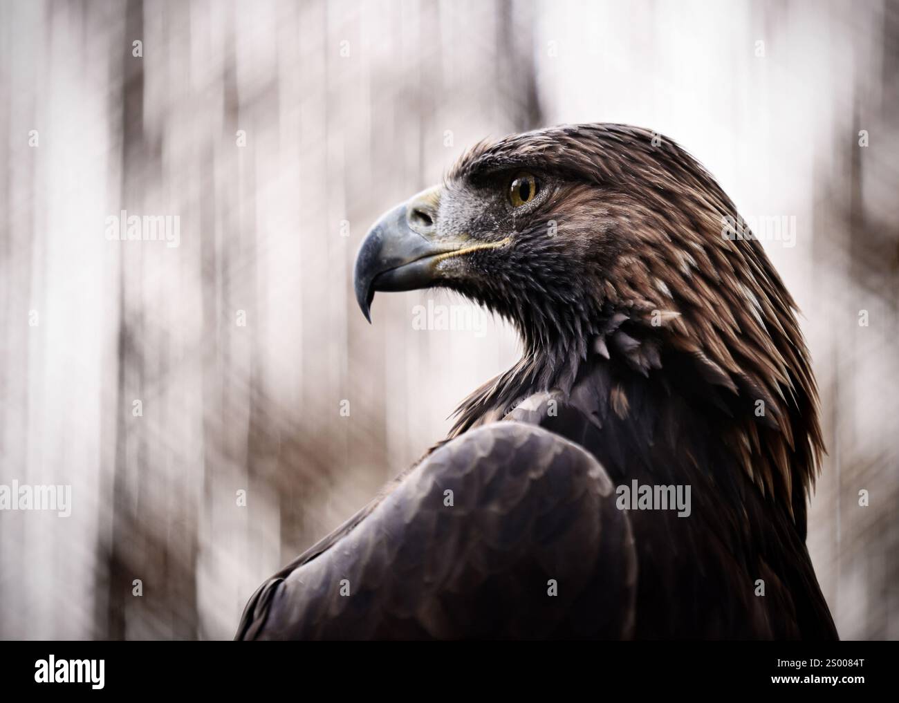 Eastern Imperial Eagle Side View Stock Photo - Alamy