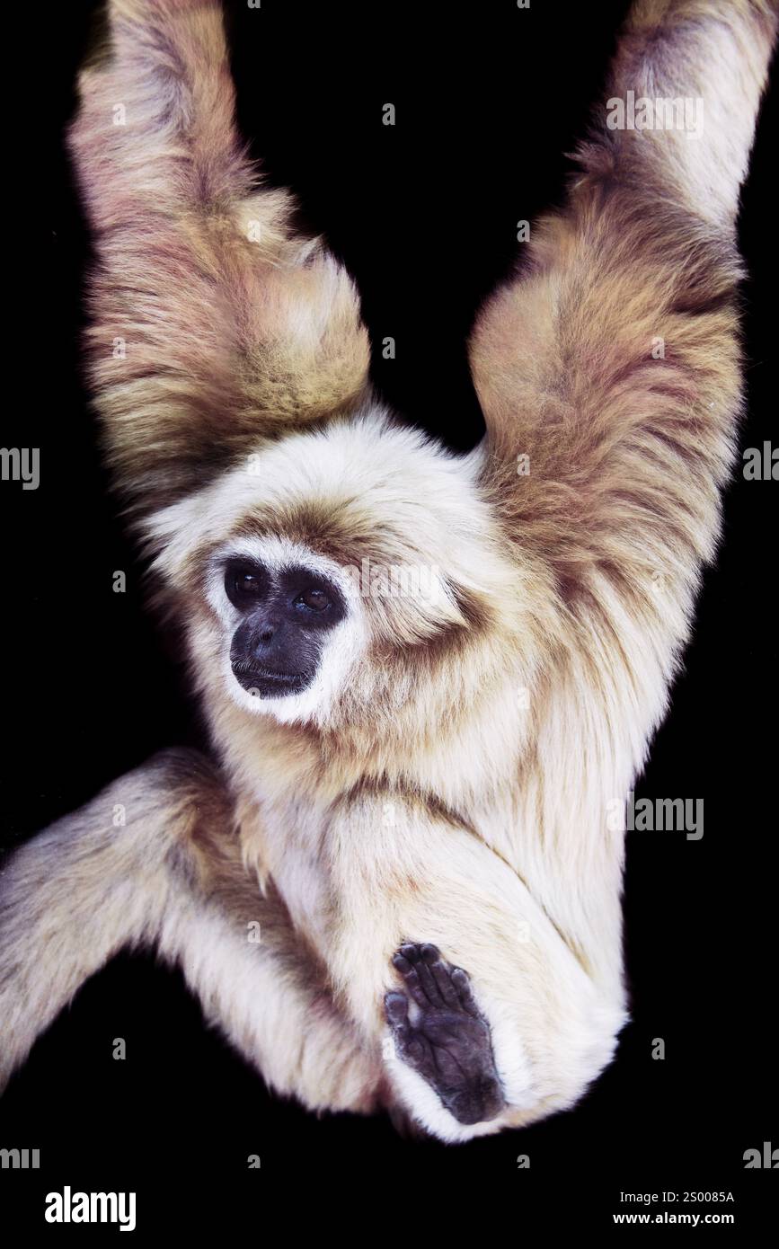 White handed gibbon monkey hi-res stock photography and images - Alamy