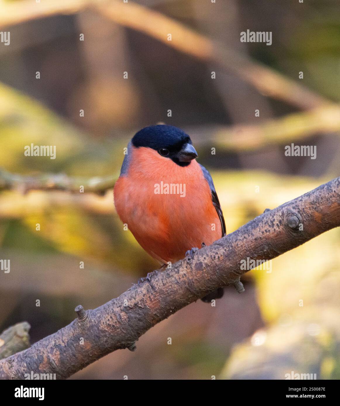 The male Bullfinch is a welcome splash of colour to winter gardens. A ...
