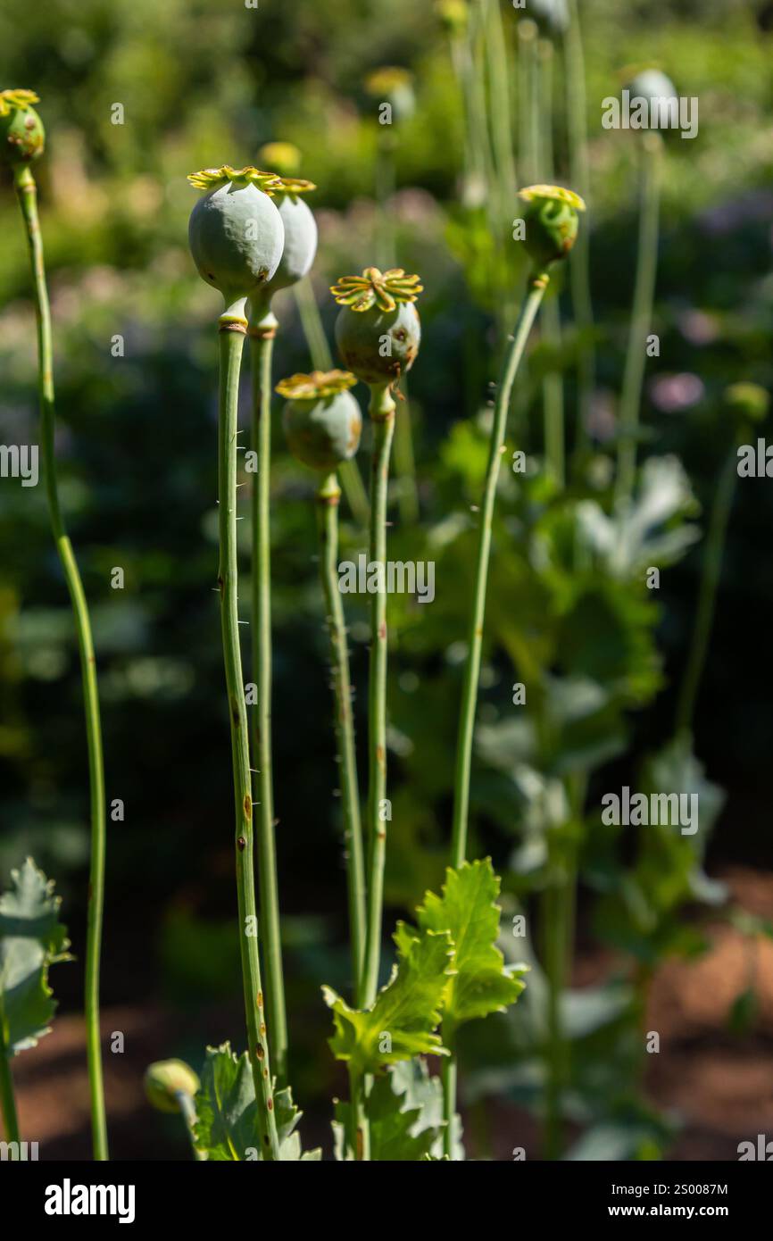 Beautiful violet poppies on a rural kitchen garden. Papaver somniferum ...