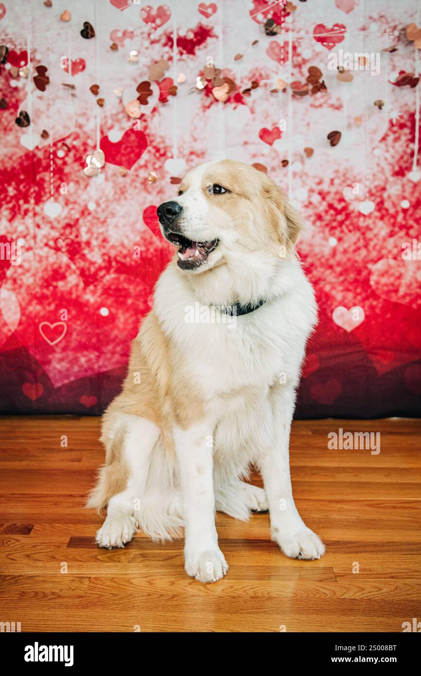Love theme backdrop hi-res stock photography and images - Alamy