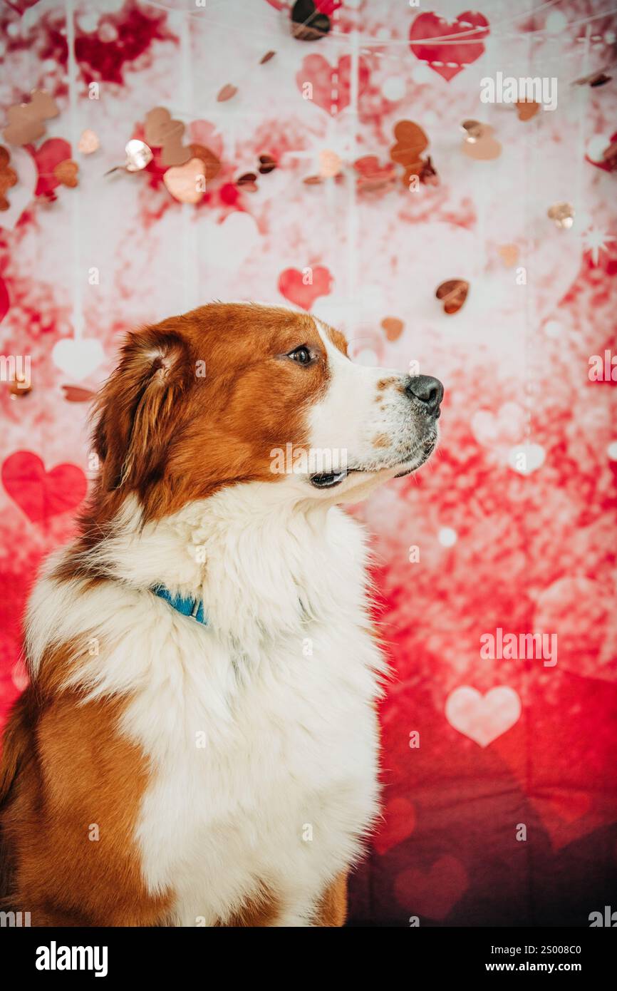 Side profile of a fluffy brown and white dog with red heart backdrop ...