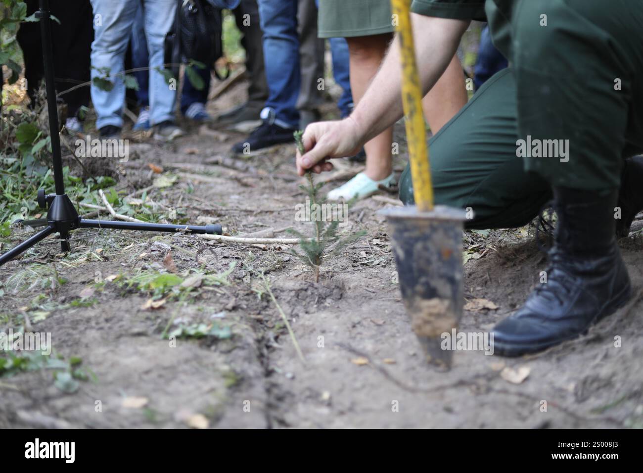Planting seedlings in the ground. Planting of trees Stock Photo - Alamy