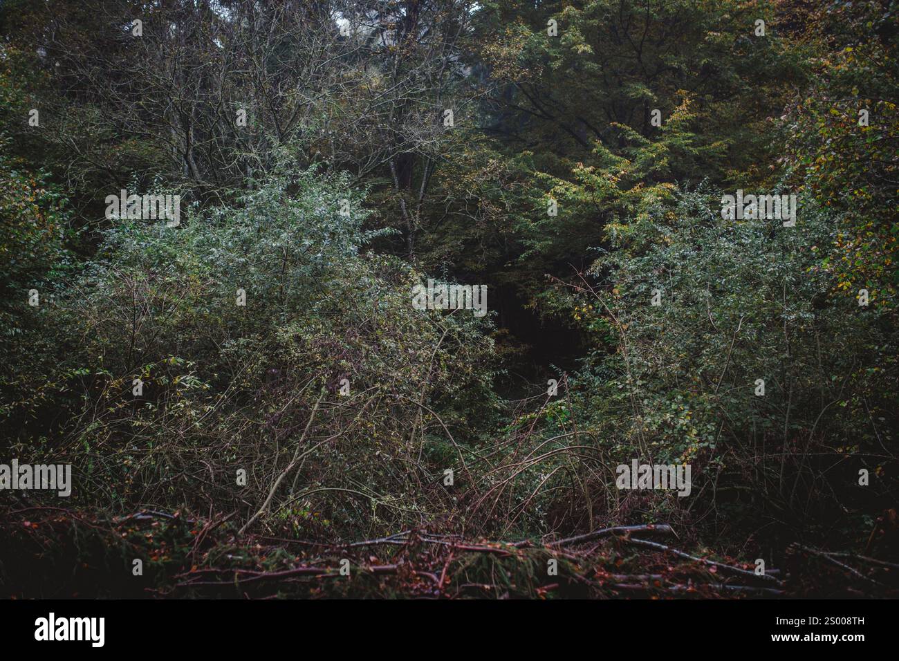 Green bushes and trees hi-res stock photography and images - Alamy