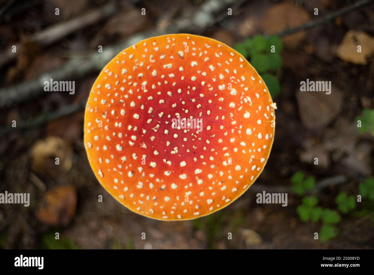 Red fly in the forest. Mushroom in the forest. A fly agaric mushroom ...